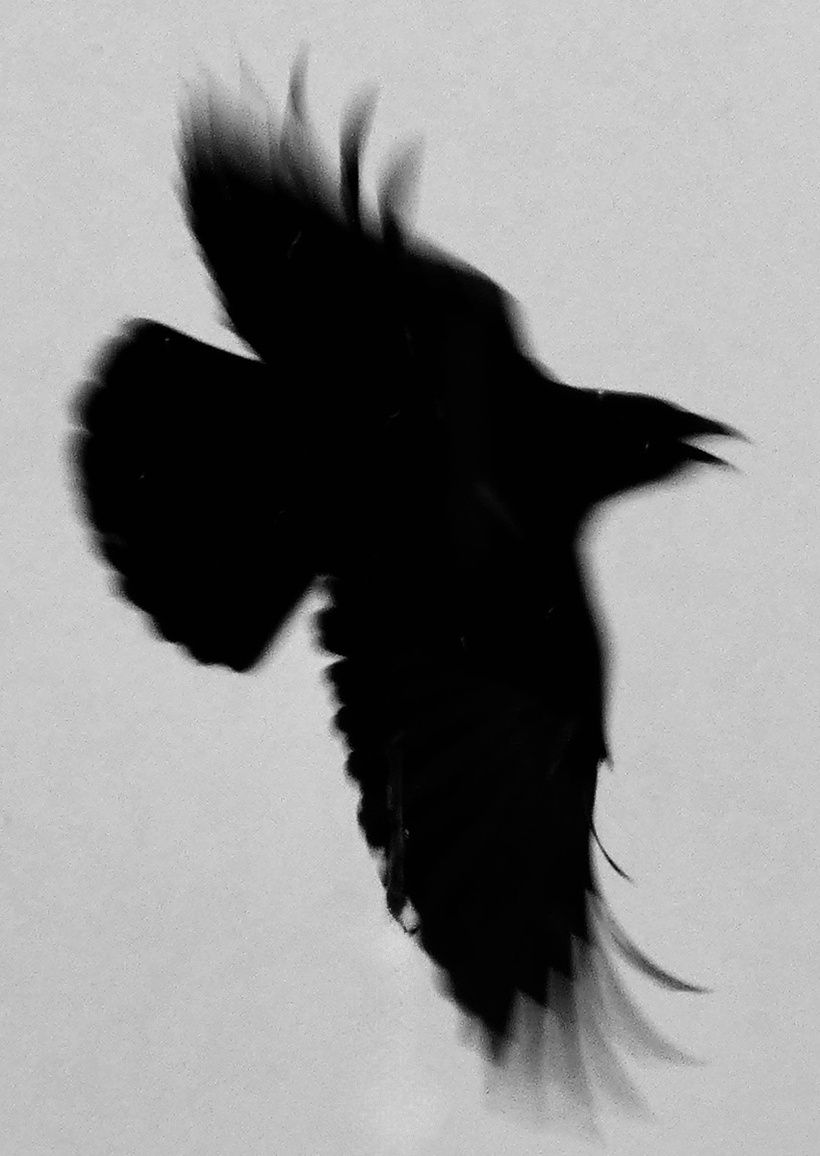 A Black Lacquer Person Runs Through the Night: The Sudden Awakening of ...